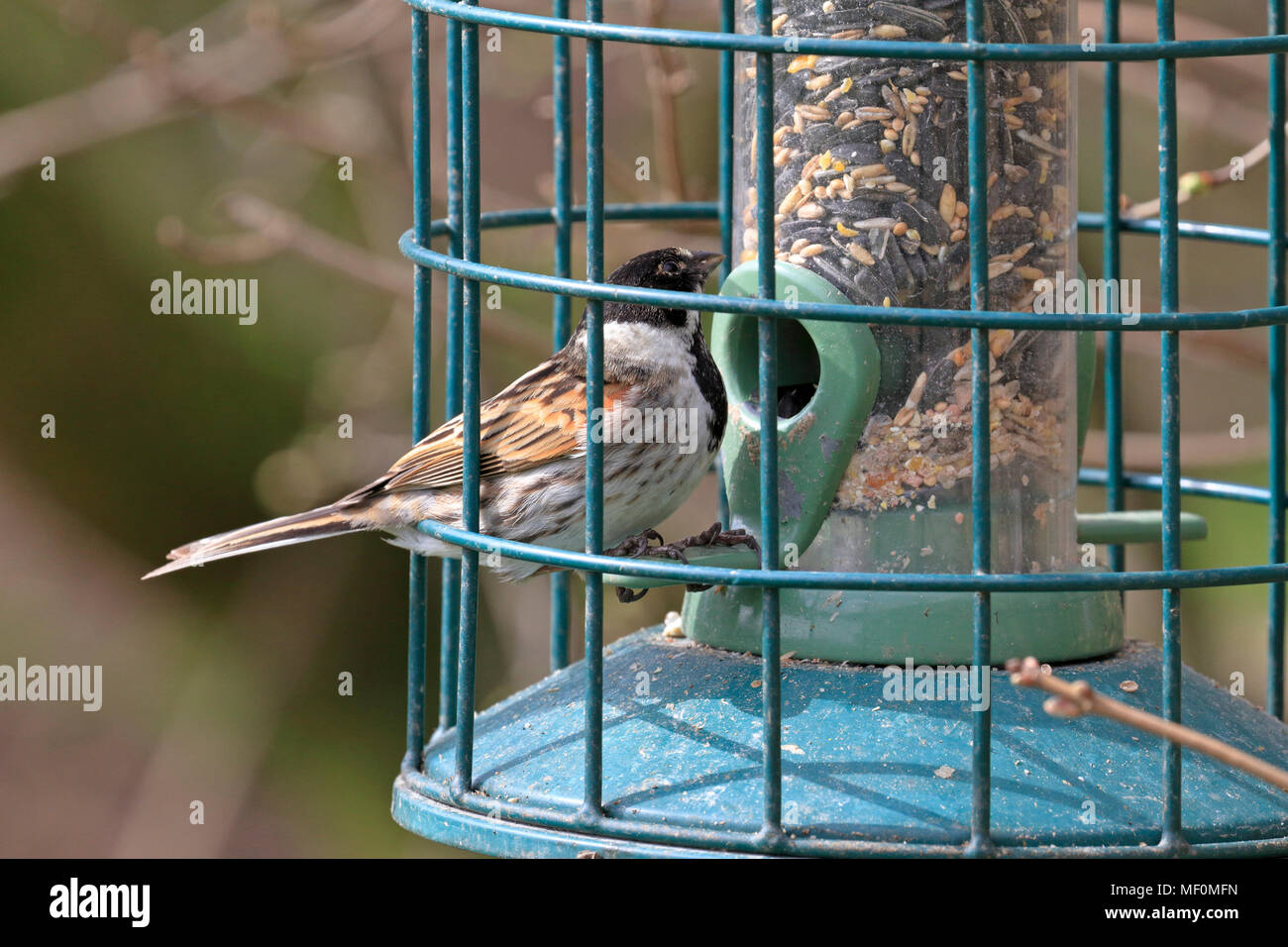 Reed Bunting, Emberiza schoeniclus feeding at a bird feeder, England ...