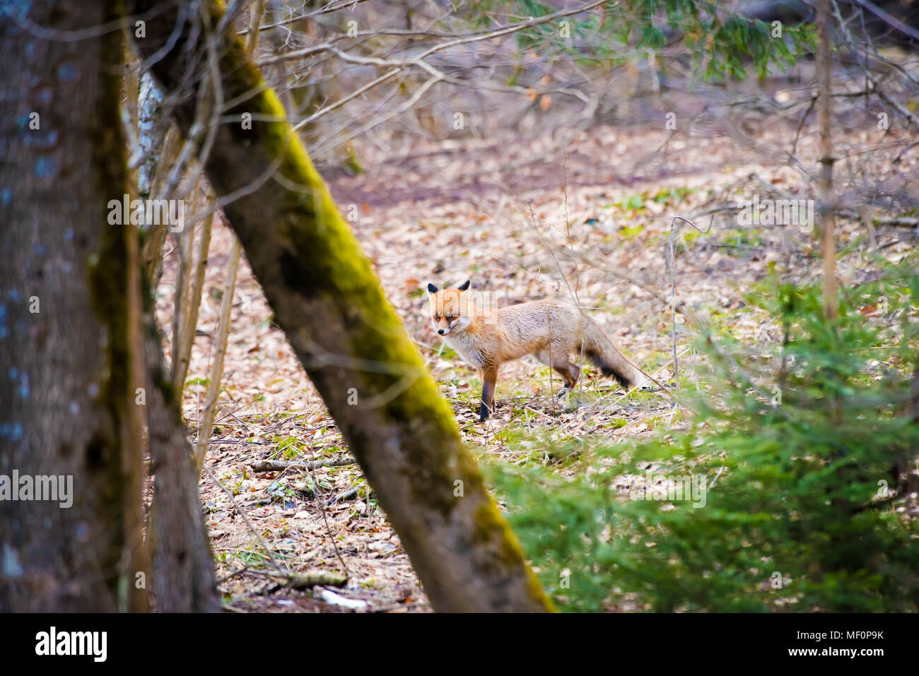 Red fox animal wild animal in the forest hi-res stock photography and ...