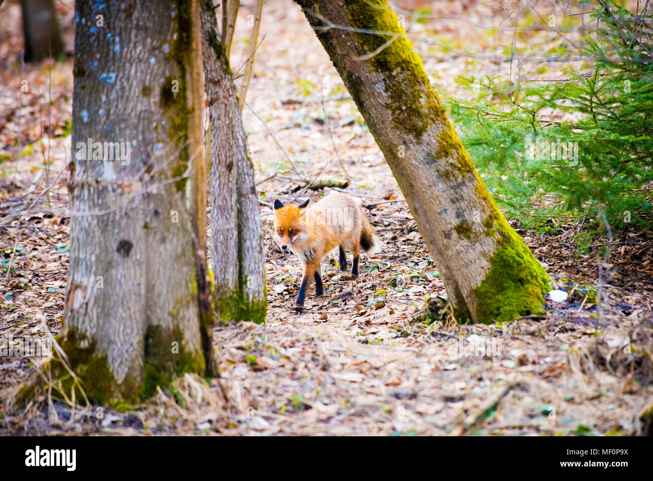 Wild red fox in forest. Wildlife in natural environment Stock Photo - Alamy