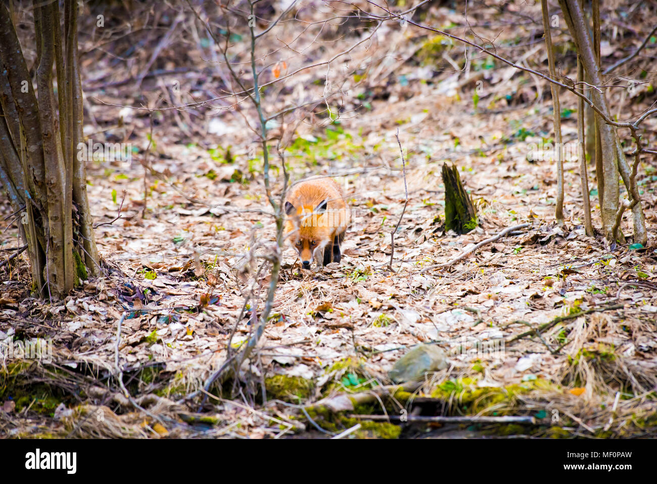 Wild red fox in forest. Wildlife in natural environment Stock Photo - Alamy
