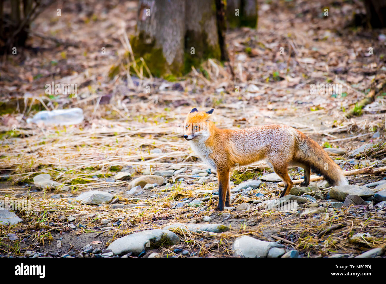 Wild red fox in forest. Wildlife in natural environment Stock Photo - Alamy