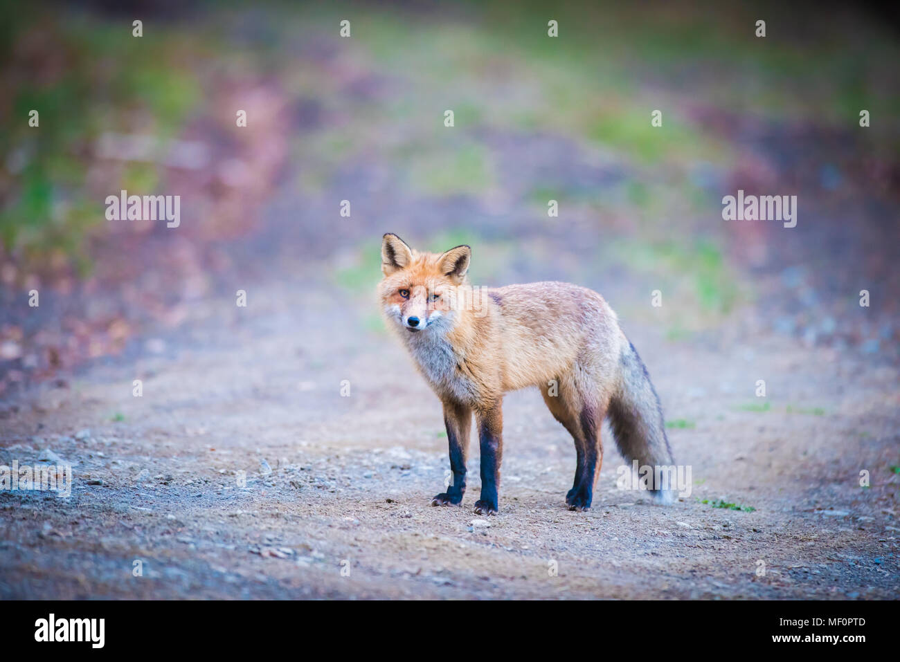 Red fox male hi-res stock photography and images - Alamy