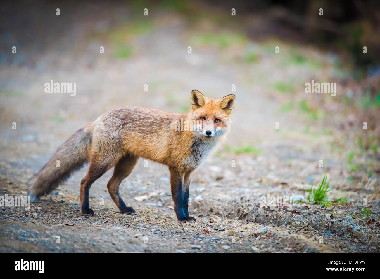 Mysterious red fox meeting on a forest magical road Stock Photo - Alamy