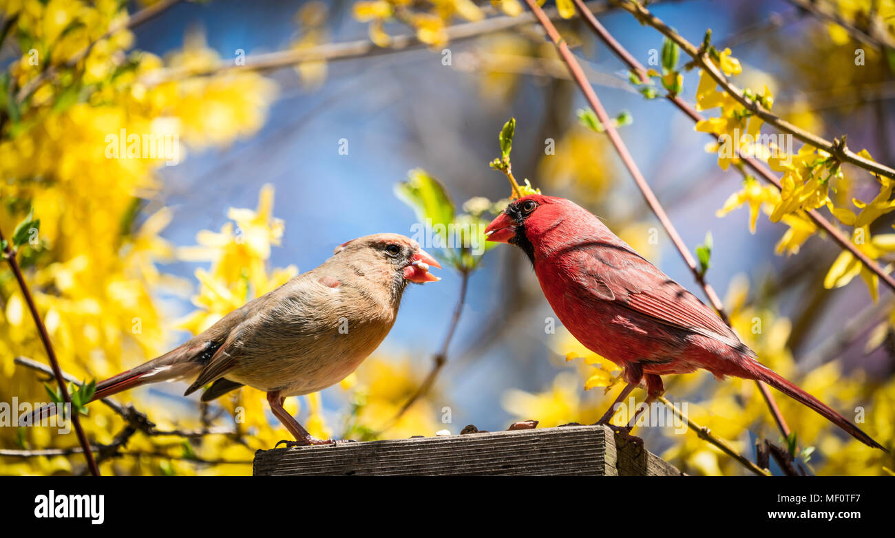 Female and male cardinal hi-res stock photography and images - Alamy
