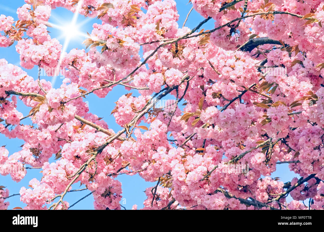 spring sun shining through the tree branches Stock Photo - Alamy