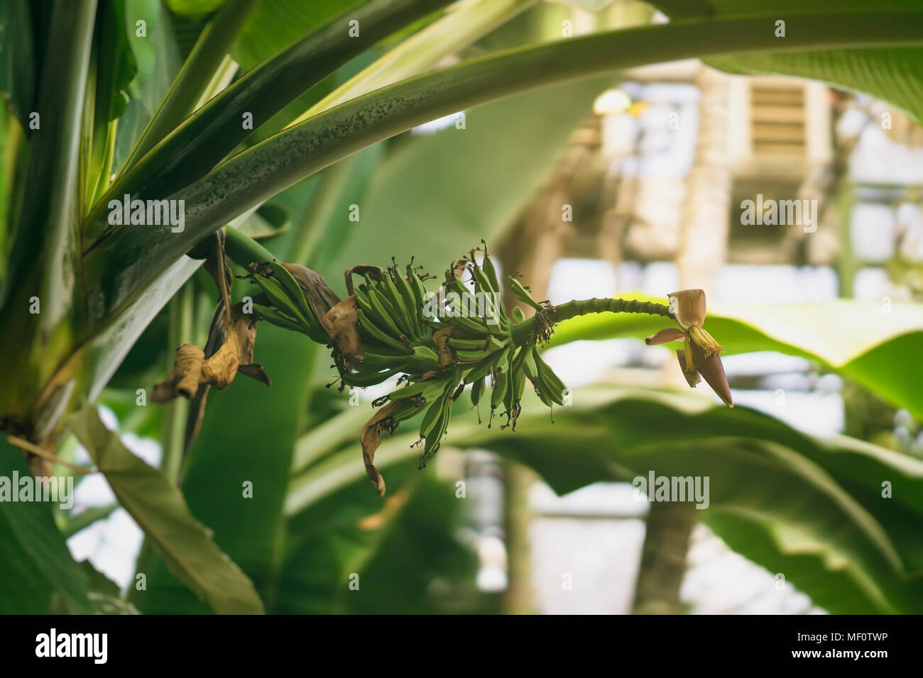 Growing green bananas with flower on banana palm tree, sunny day ...