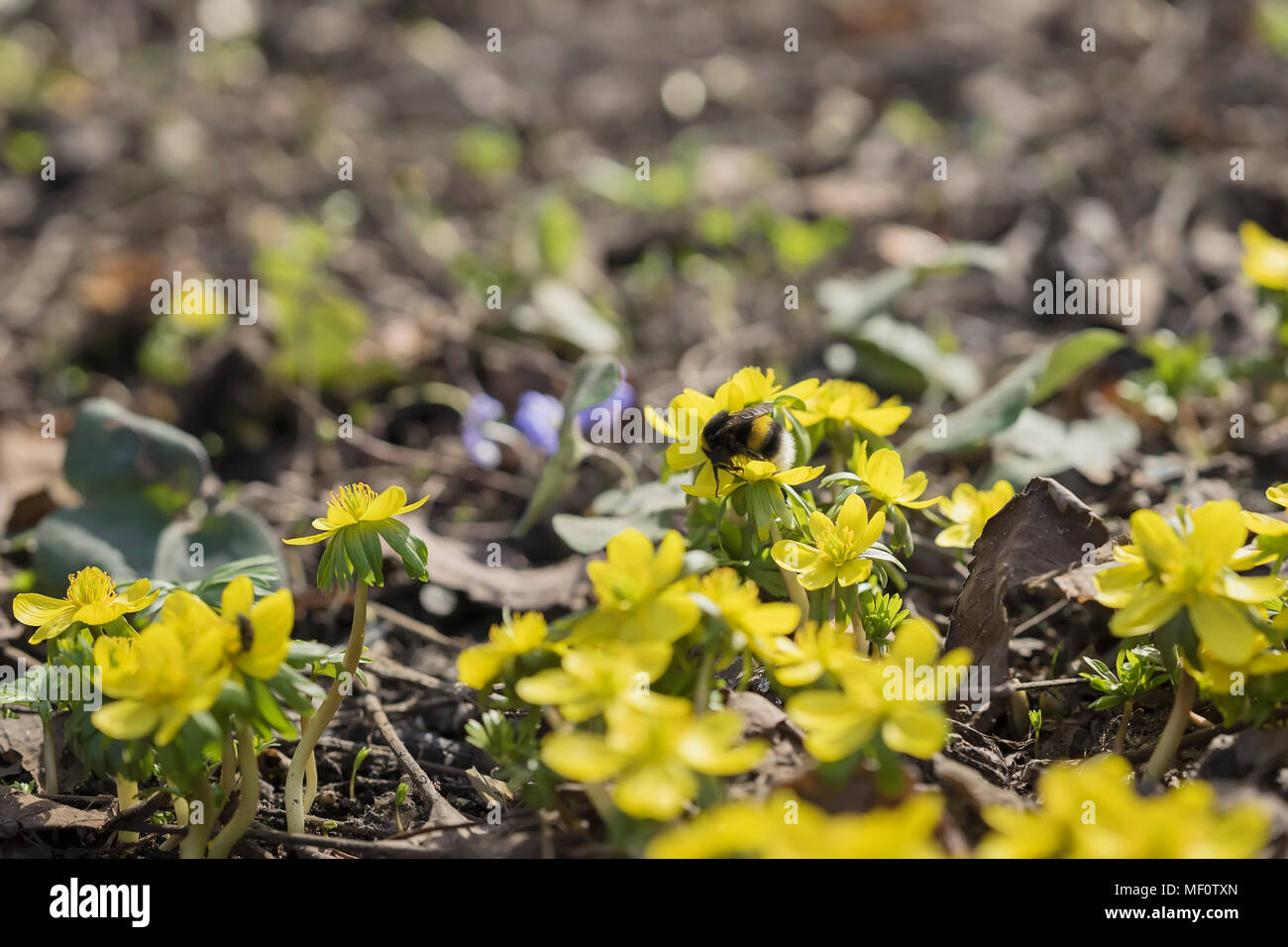 First spring flowers. First bees and bumblebees. Flowering of yellow ...