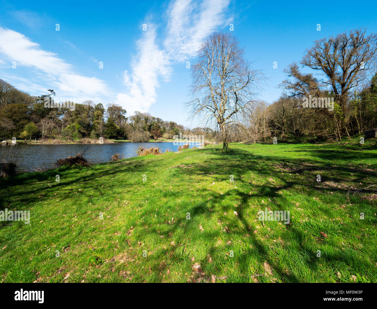 Spring forest park,Northern Ireland Stock Photo - Alamy