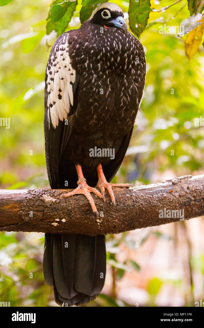 Black-fronted Piping guan in the Zoo Stock Photo - Alamy