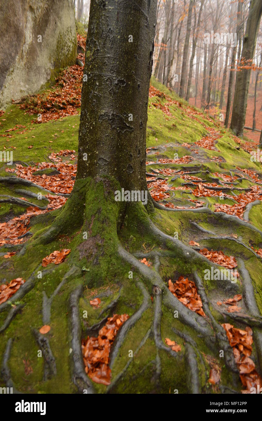 Apple tree with roots and leaves hi-res stock photography and images ...