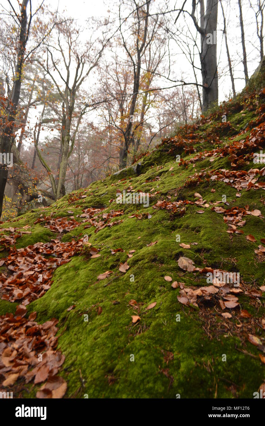 Explore the most popular waterfall trails in National Forest with hand ...