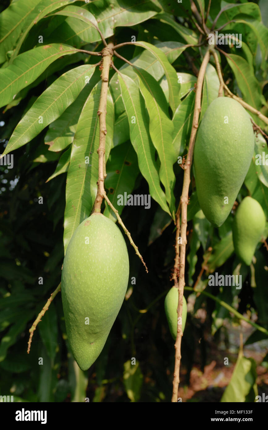 Mango orange tree hi-res stock photography and images - Alamy