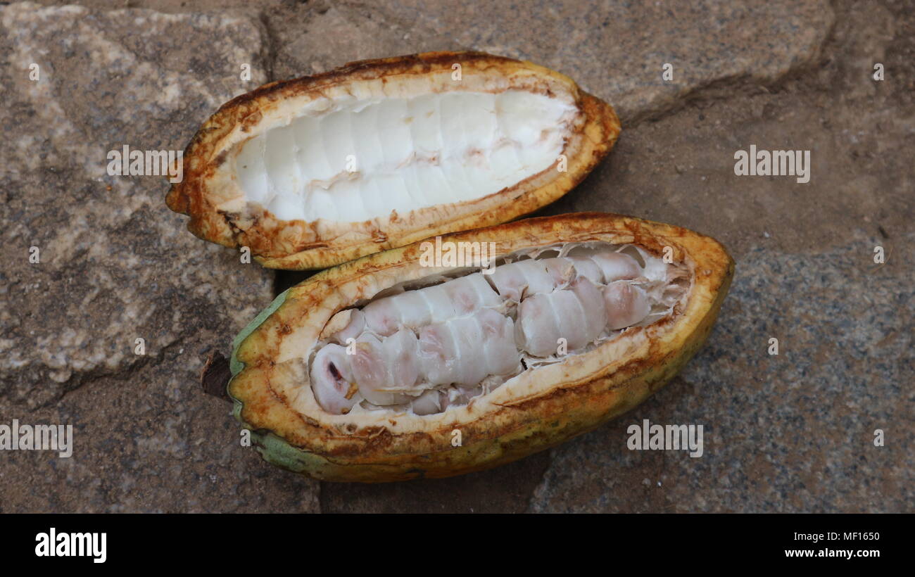 Cocoa fruit fresh opened with the beans visible, close up, Ghana Stock ...