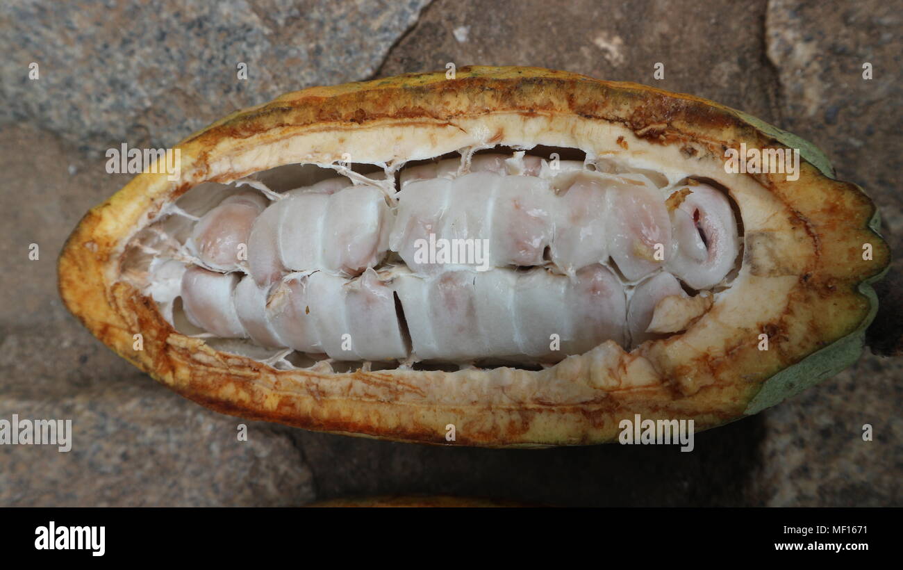 Ghana cocoa hi-res stock photography and images - Alamy