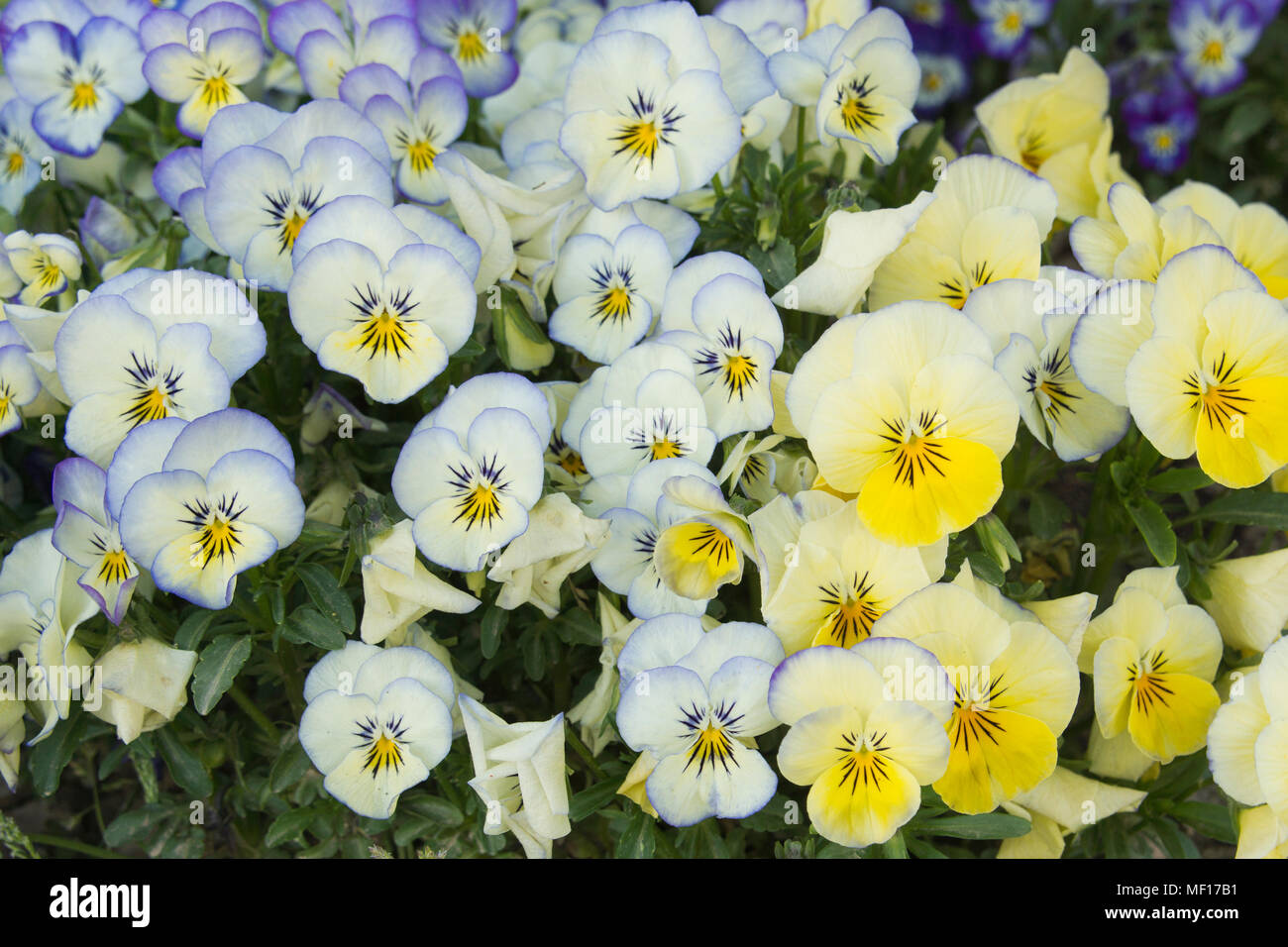 Flower bed with yellow and light blue pansies in the garden Stock Photo ...