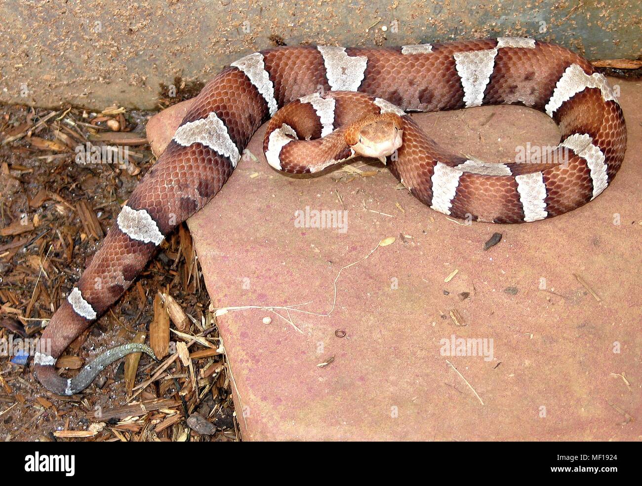 Trans-Pecos copperhead snake (Agkistrodon contortrix pictigaster), 2005 ...