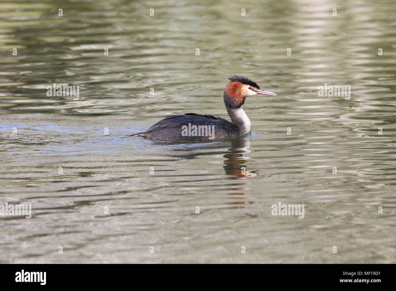 Bird with head plume hi-res stock photography and images - Alamy