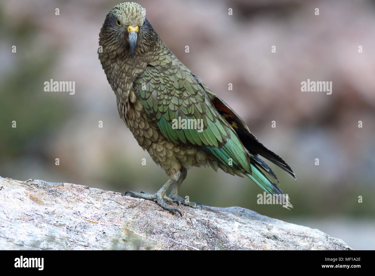 True alpine parrot hi-res stock photography and images - Alamy