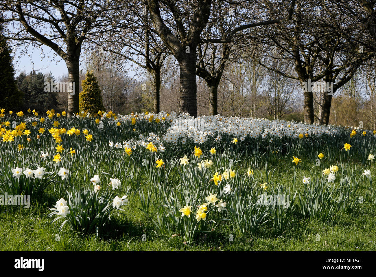 Sunshine bloom hi-res stock photography and images - Alamy