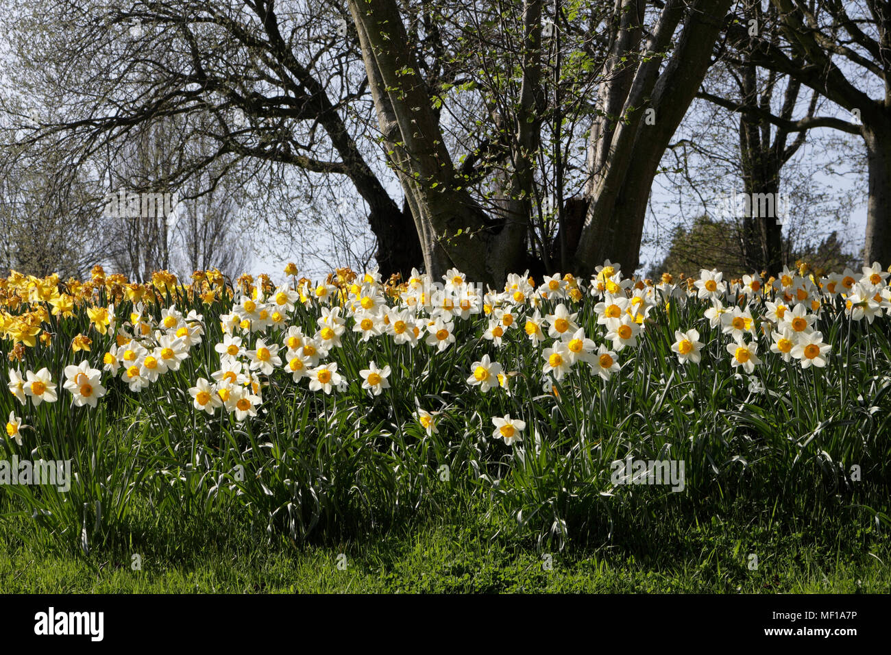 Spring sunshine, Daffodils in bloom, England UK, Yellow Daffodil ...