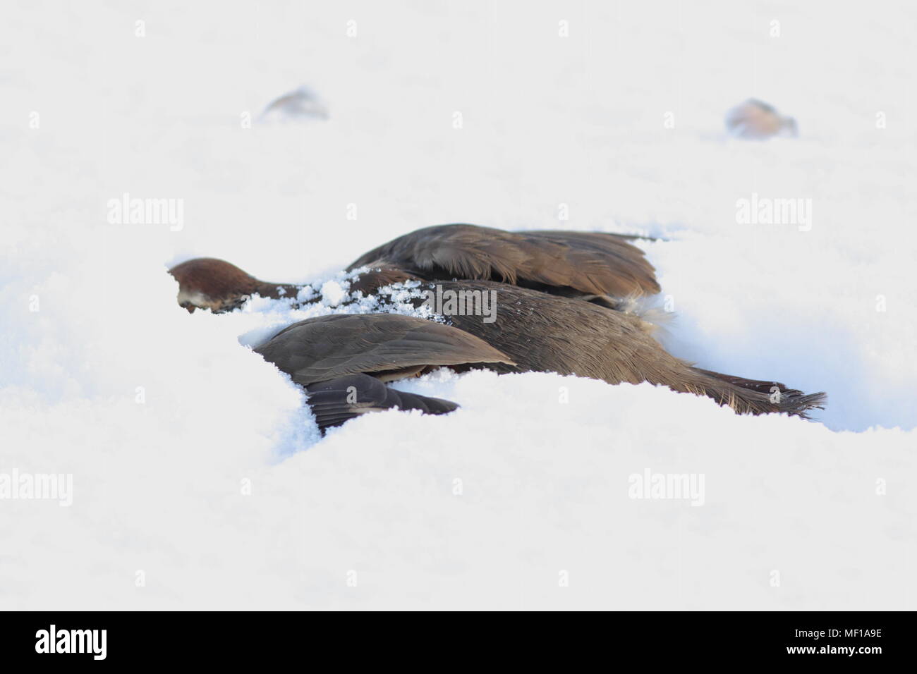 Partridge shoot hi-res stock photography and images - Alamy