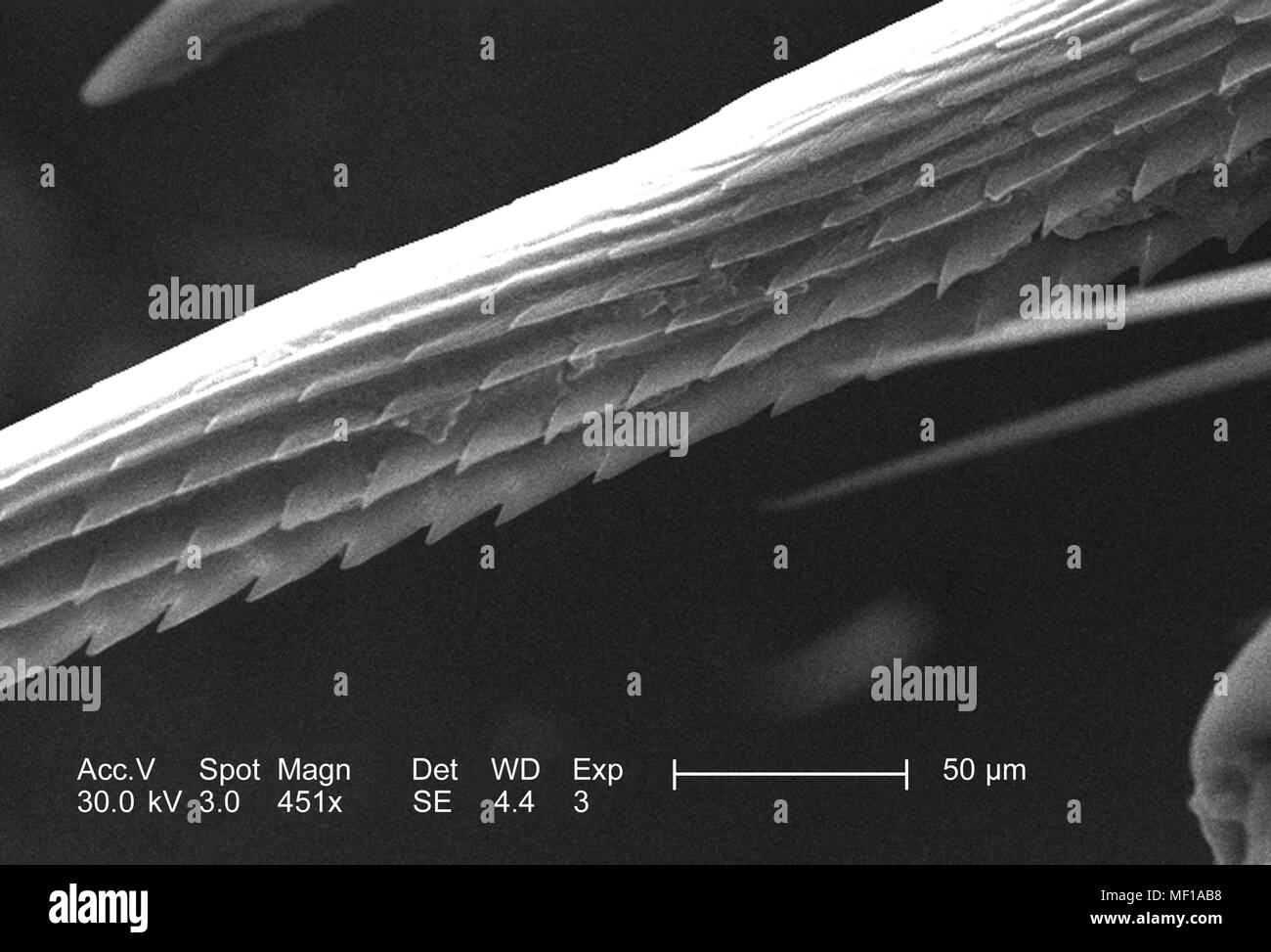 Anatomical morphology in the exoskeletal adnexal barb of an ...