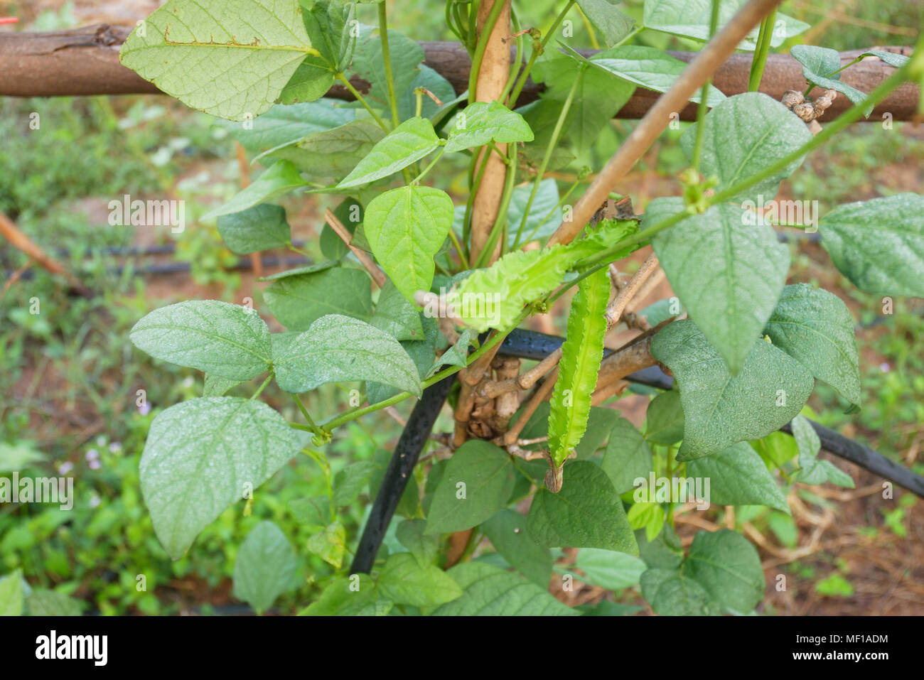 Freshness Psophocarpus tetragonolobus Stock Photo - Alamy