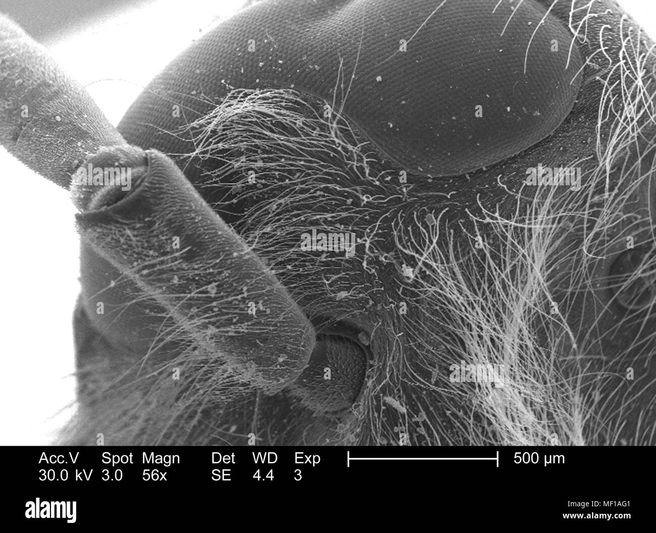 Insect antenna sem hi-res stock photography and images - Alamy