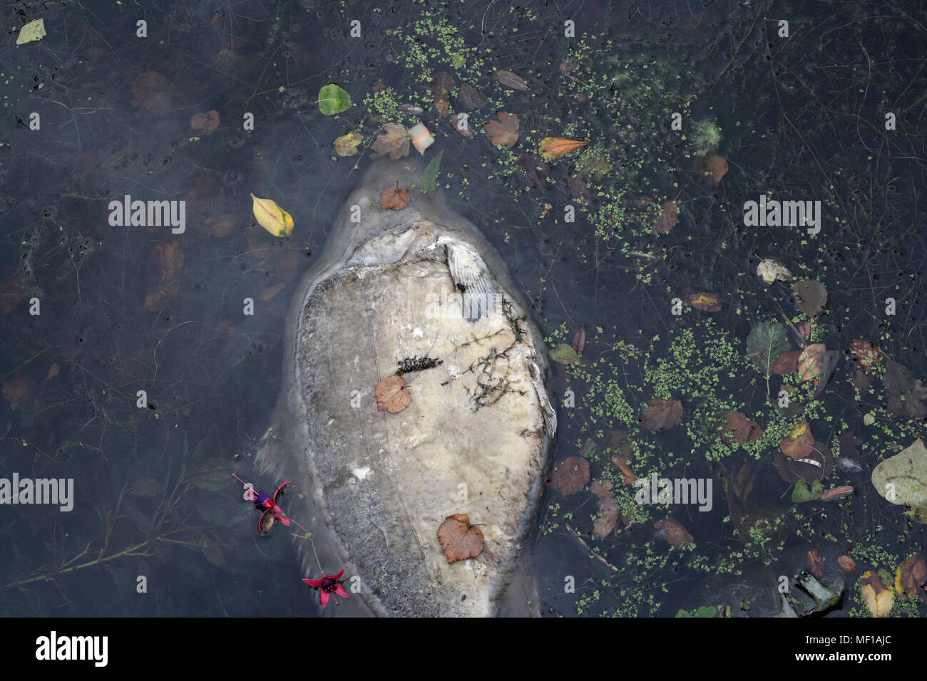 Dead freshwater fish hi-res stock photography and images - Alamy