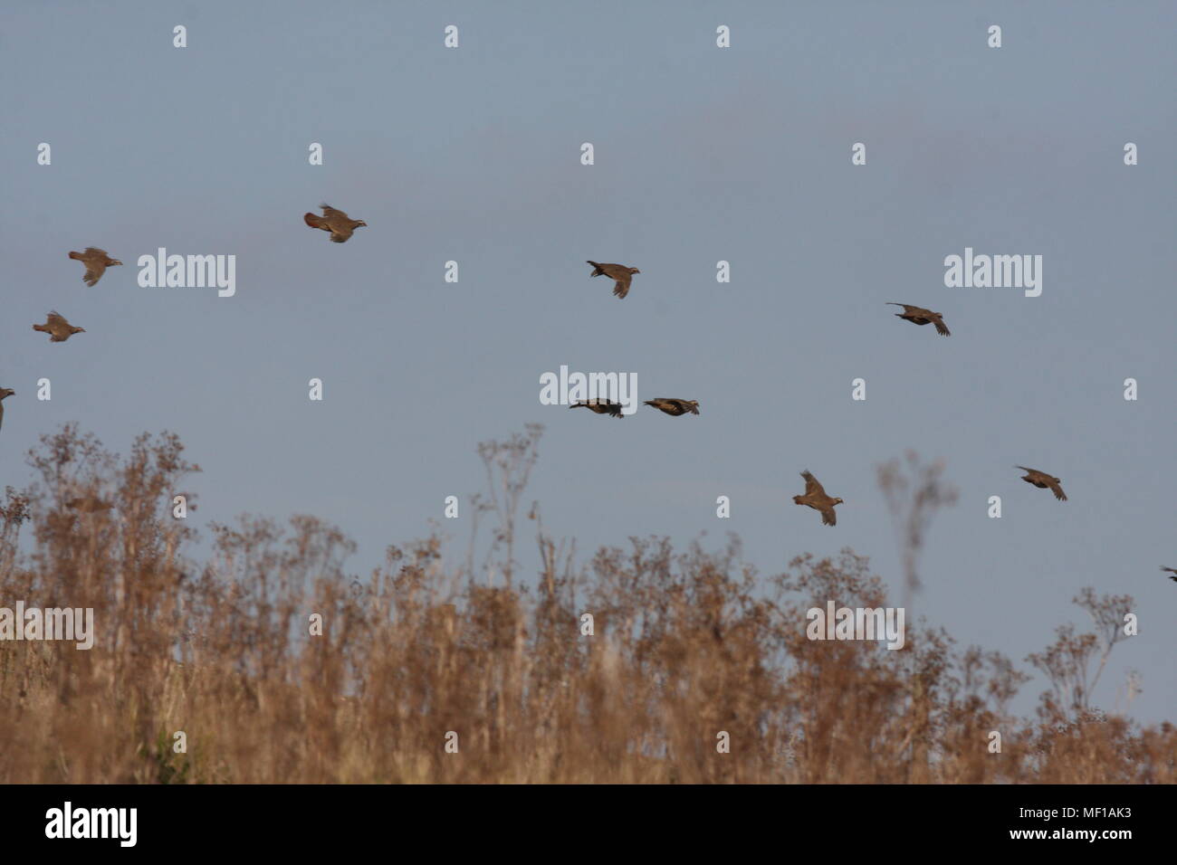 Flying partridge hi-res stock photography and images - Alamy