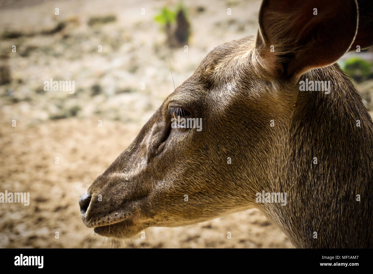 Face of a female deer or doe from borneo Stock Photo - Alamy