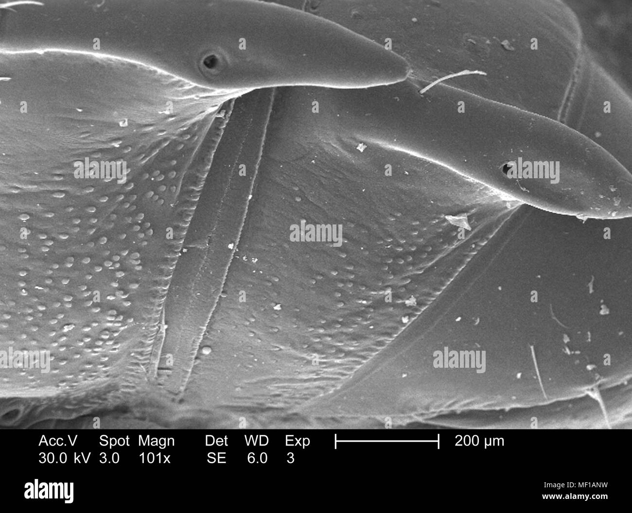 Surface of a chitinous exoskeletal cuticle of an unidentified millipede ...