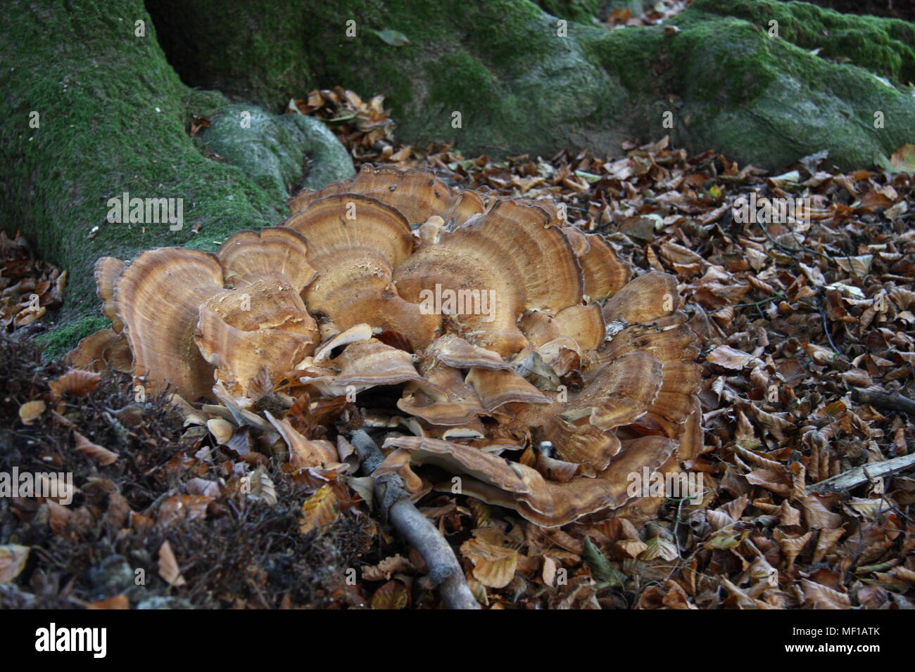 Fungal decay hi-res stock photography and images - Alamy
