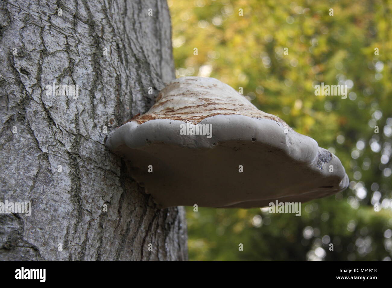 Bracket fungus growing out of a beech tree in the Kent countryside ...