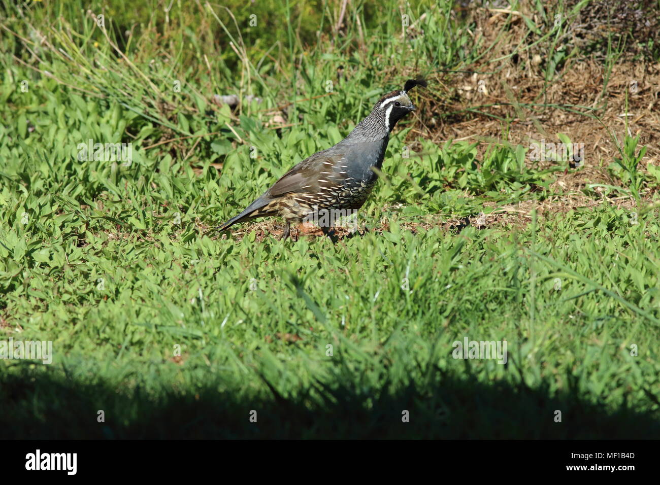 Californias state bird hi-res stock photography and images - Alamy
