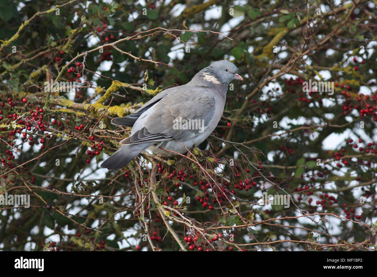Juvenile wood pigeon hi-res stock photography and images - Alamy