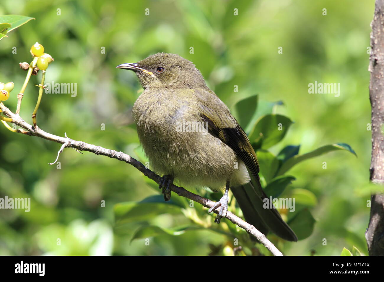 Rictus hi-res stock photography and images - Alamy