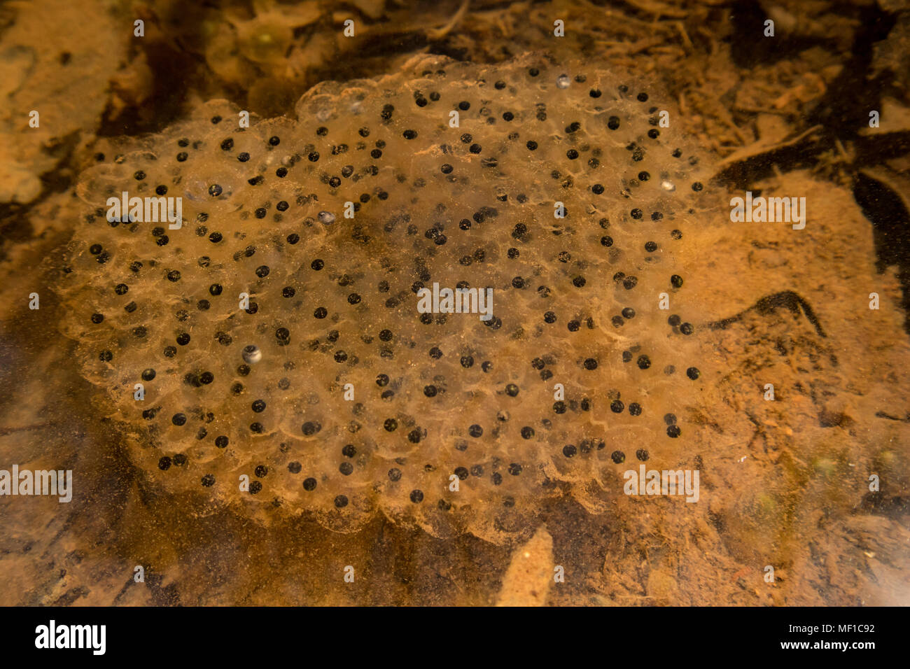 Close up of wood frog egg masses in a vernal pool - Rana sylvatica ...