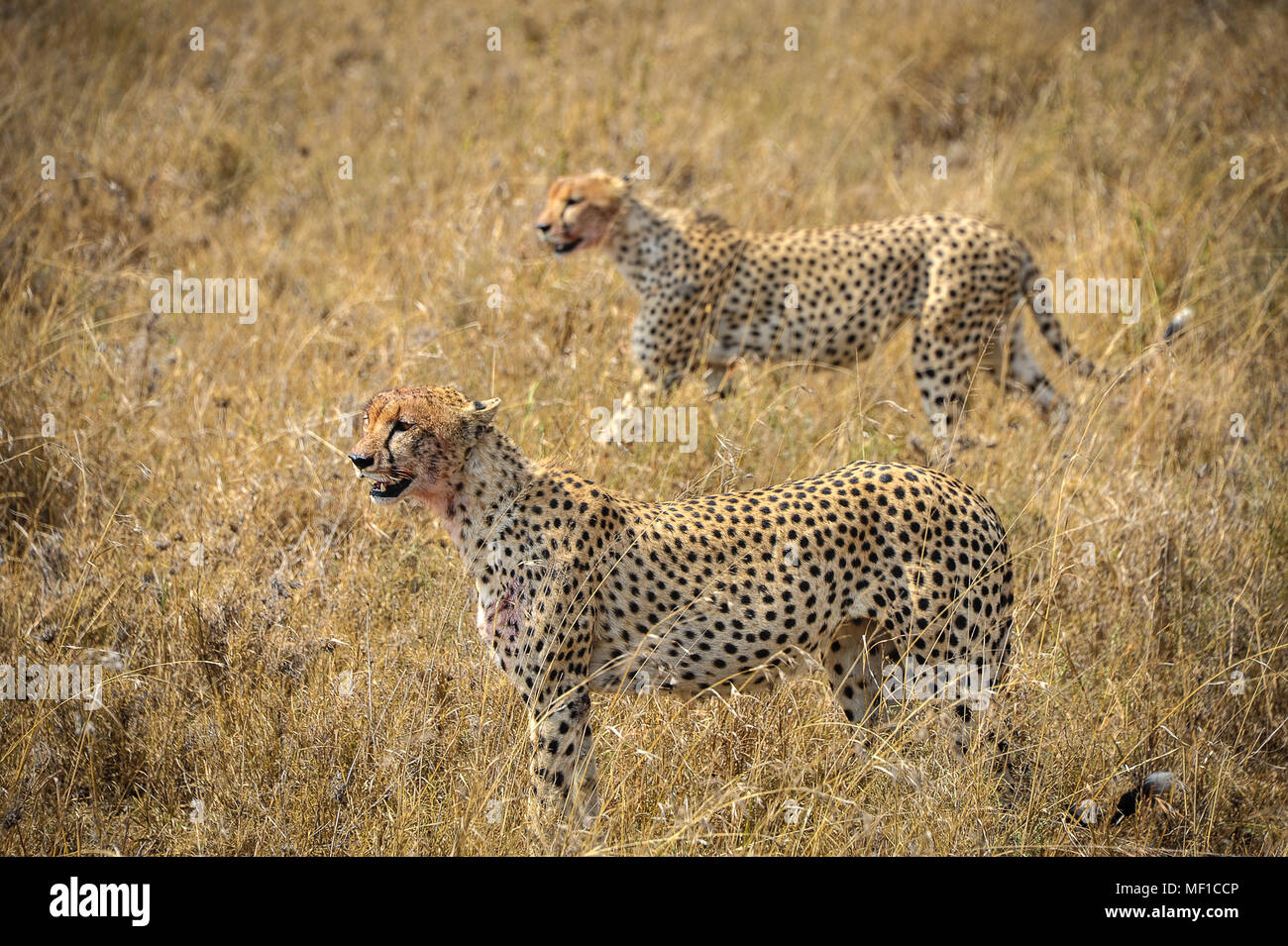 Magical scene, two young male Cheetahs hunting in Ngorongoro National ...