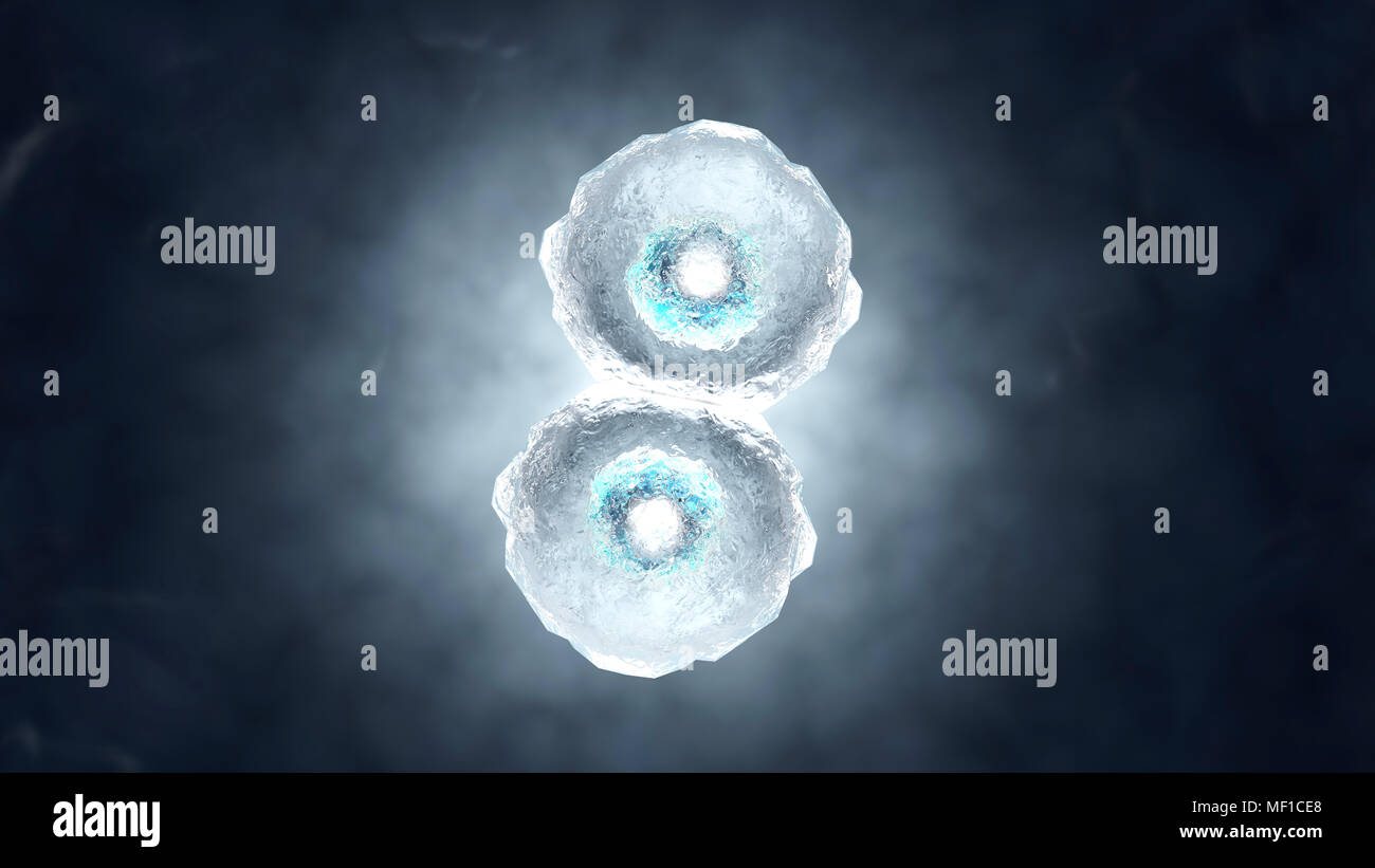 Mitosis prophase hi-res stock photography and images - Alamy