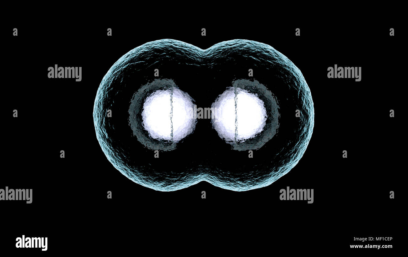 Chromosome replication microscope hi-res stock photography and images ...