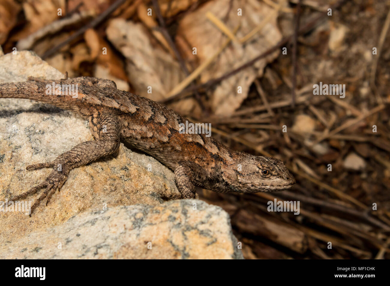 Female Eastern Fence Lizard Eastern Fence Lizard