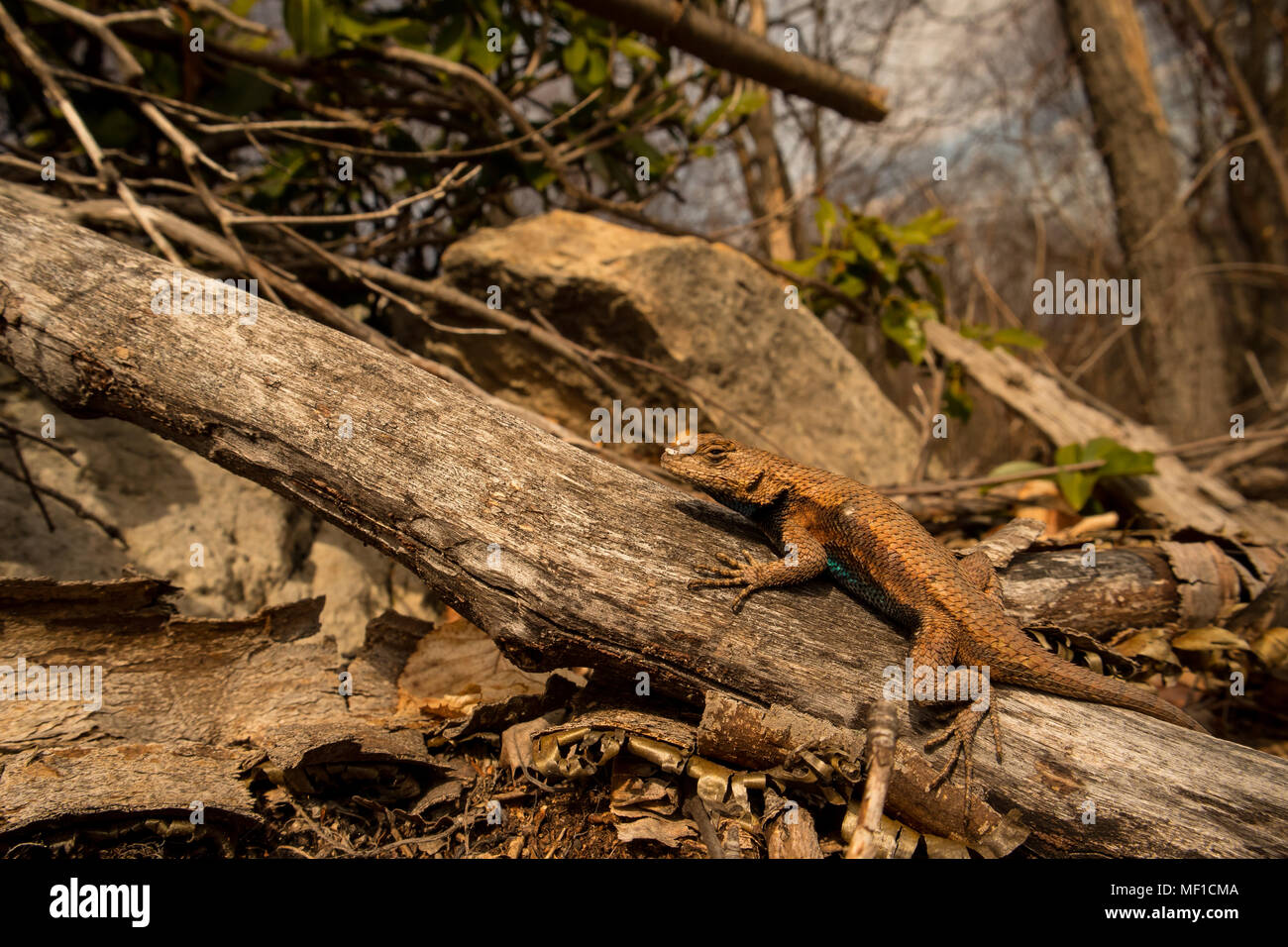 Male eastern fence lizard in habitat - Sceloporus undulatus Stock Photo ...