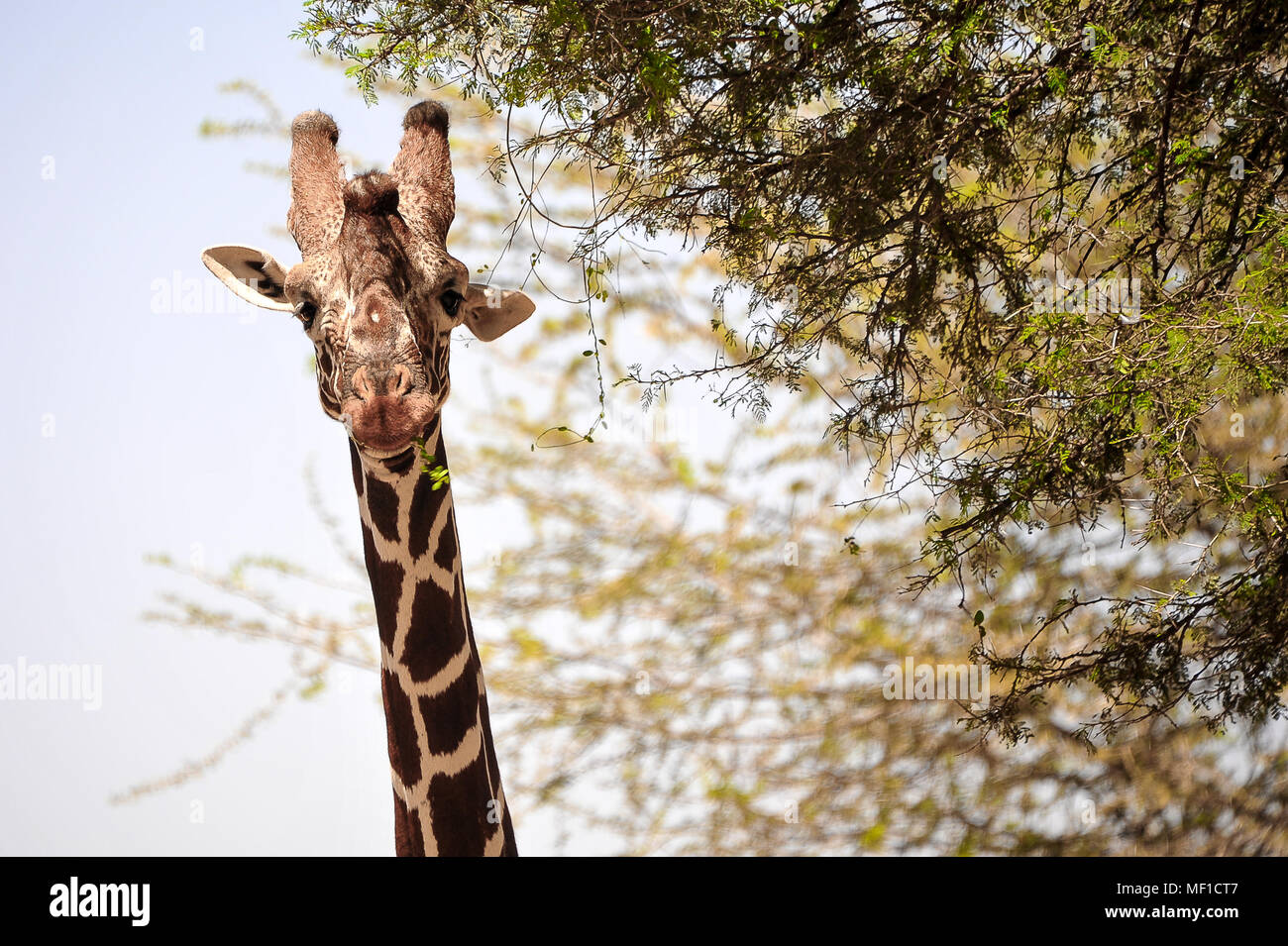 Portrait of a Reticulated Giraffe (Giraffa reticulata) or Somali ...