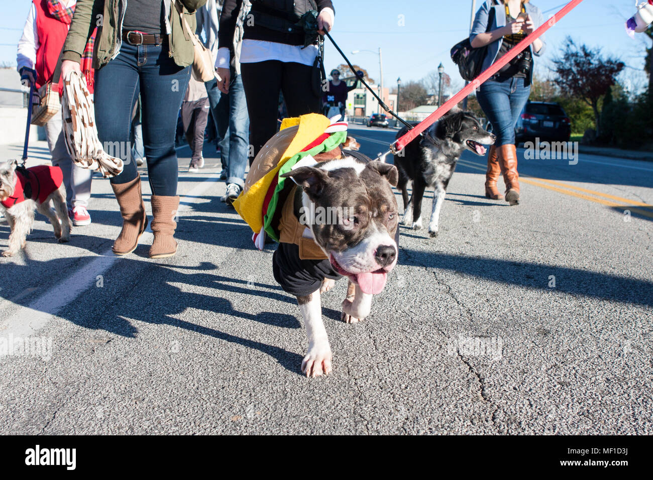 Dog Parade High Resolution Stock Photography and Images - Alamy