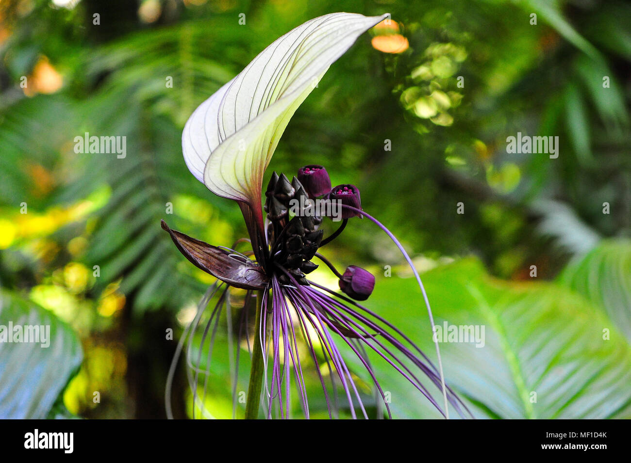 White batflower (Tacca integrifolia), nicknamed 'Cat's Whiskers ...