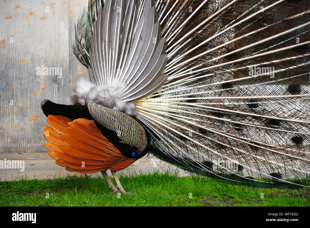 Rear view of an Indian blue peacock exhibiting his tail feathers Stock ...