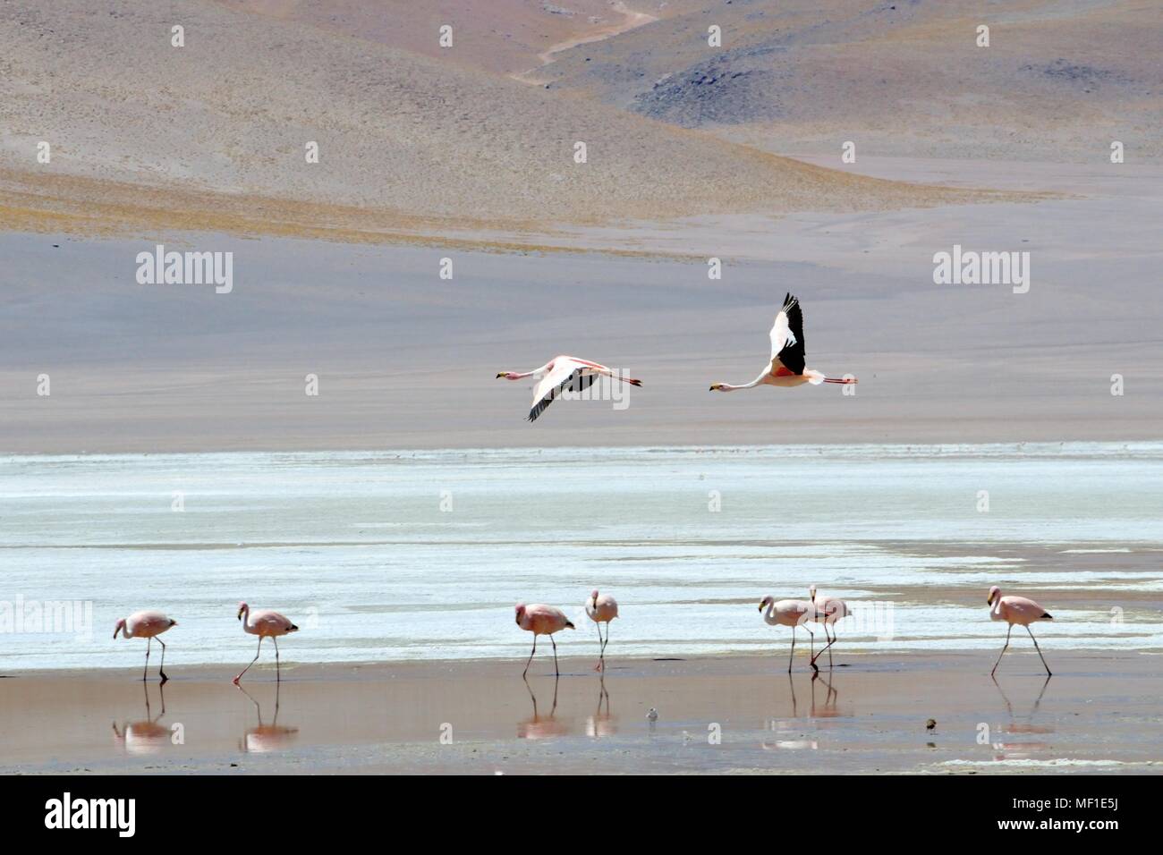 Phoenicoparrus andinus, bolivian flamingo Stock Photo - Alamy