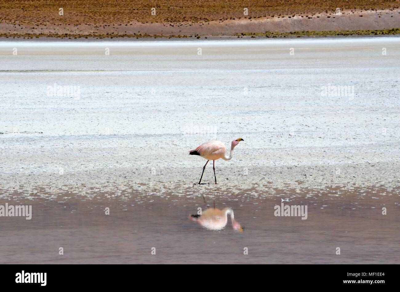 Phoenicoparrus andinus, bolivian flamingo Stock Photo - Alamy