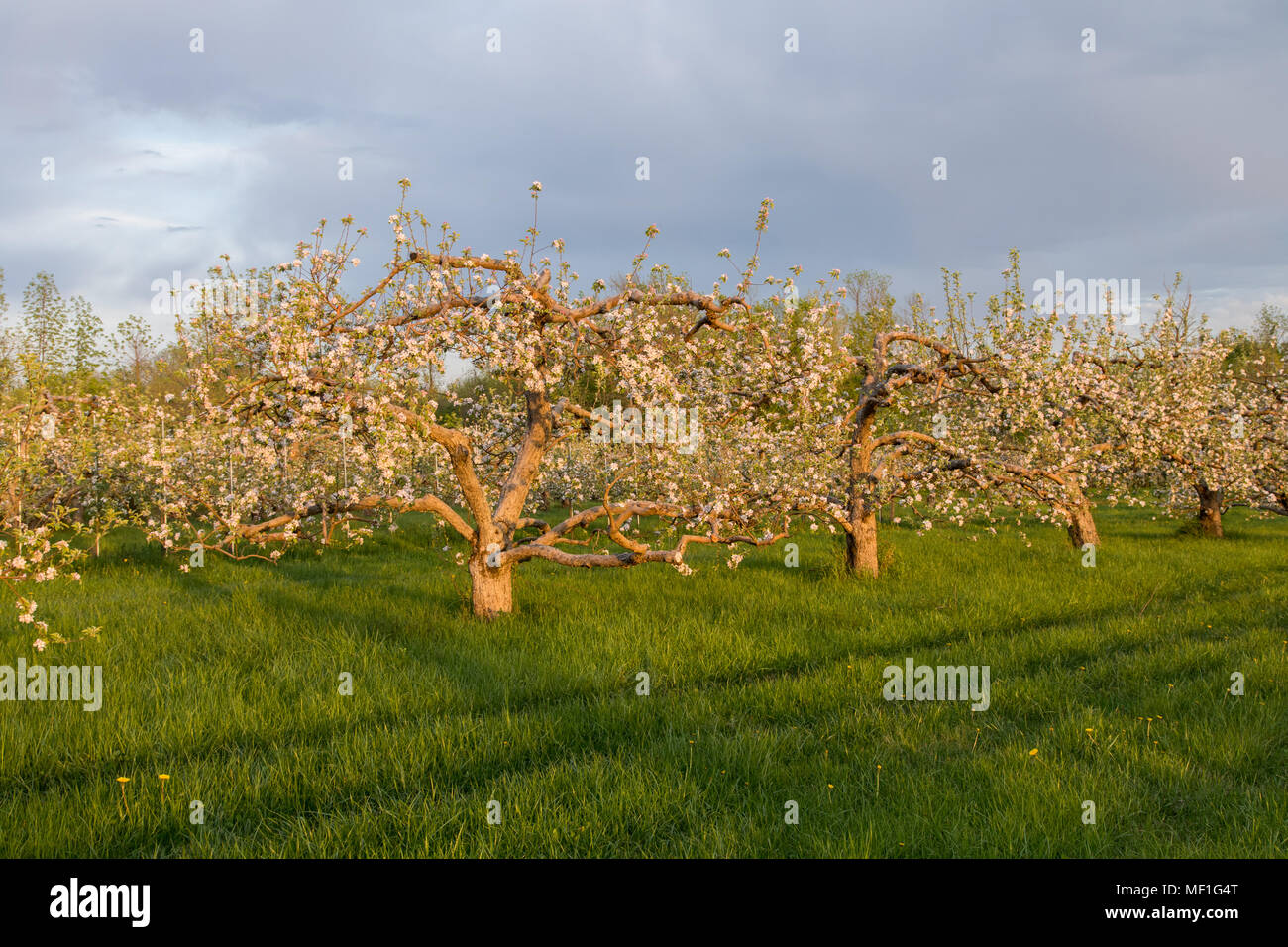 Spring in vermont hi-res stock photography and images - Alamy